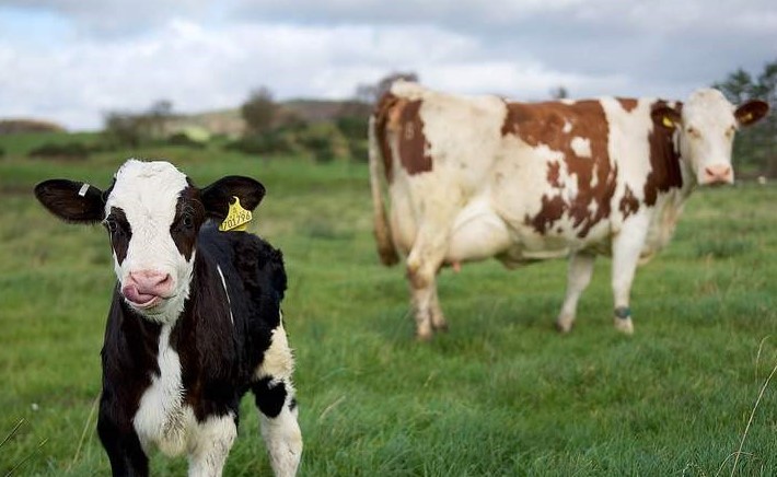 Kate Oakes, Till the Cows Come Home: A Scene from the Novel Westhill